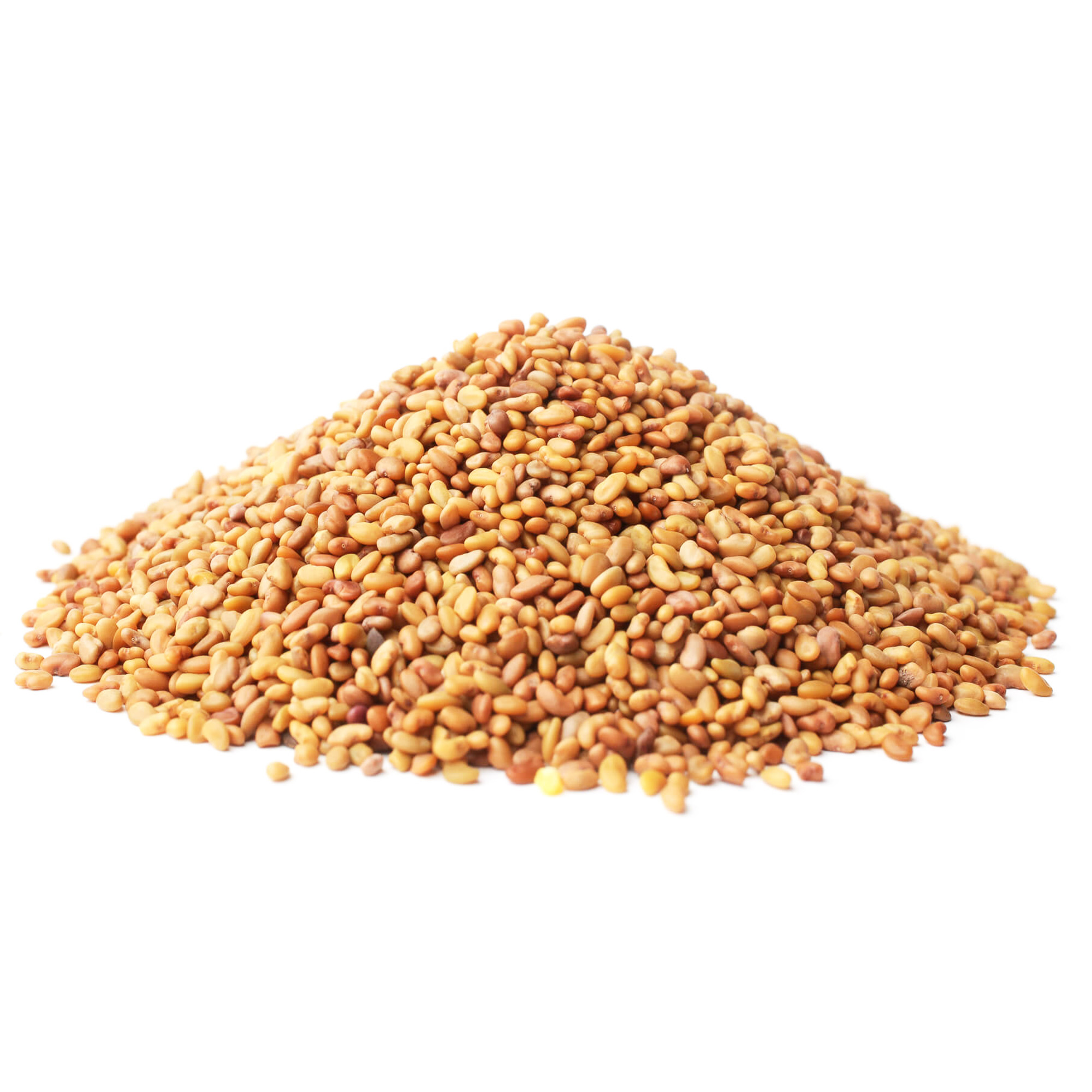 Moroccan Organic Alfalfa Seeds (زريعة الفصة - بذور البرسيم) | Sprouting ...
